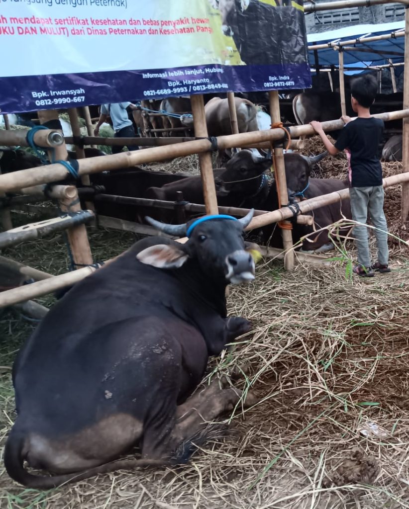 Puluhan Warga Gunungkidul Terpapar Antraks, Sempat Konsums...